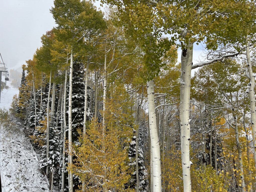 Quaking Aspen & Black Walnut Snowflakes; Snowfall 2024 CAL in the ...
